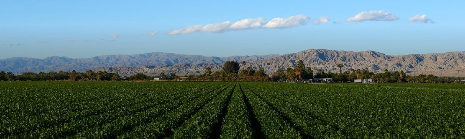 Our Story - Ocean Mist Farms